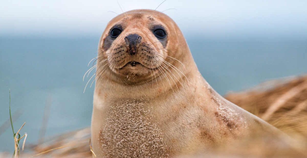 Międzynarodowy Dzień Foki. Gdzie można je spotkać w Polsce?